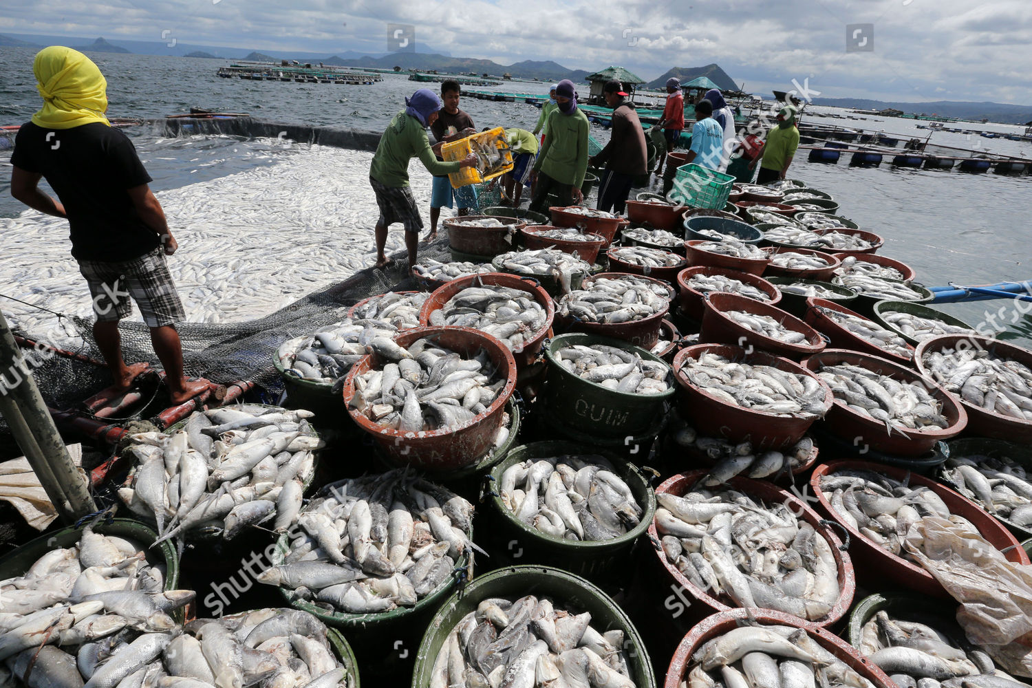 Filipinos Collect Dead Fish Taal Lake Editorial Stock Photo - Stock ...