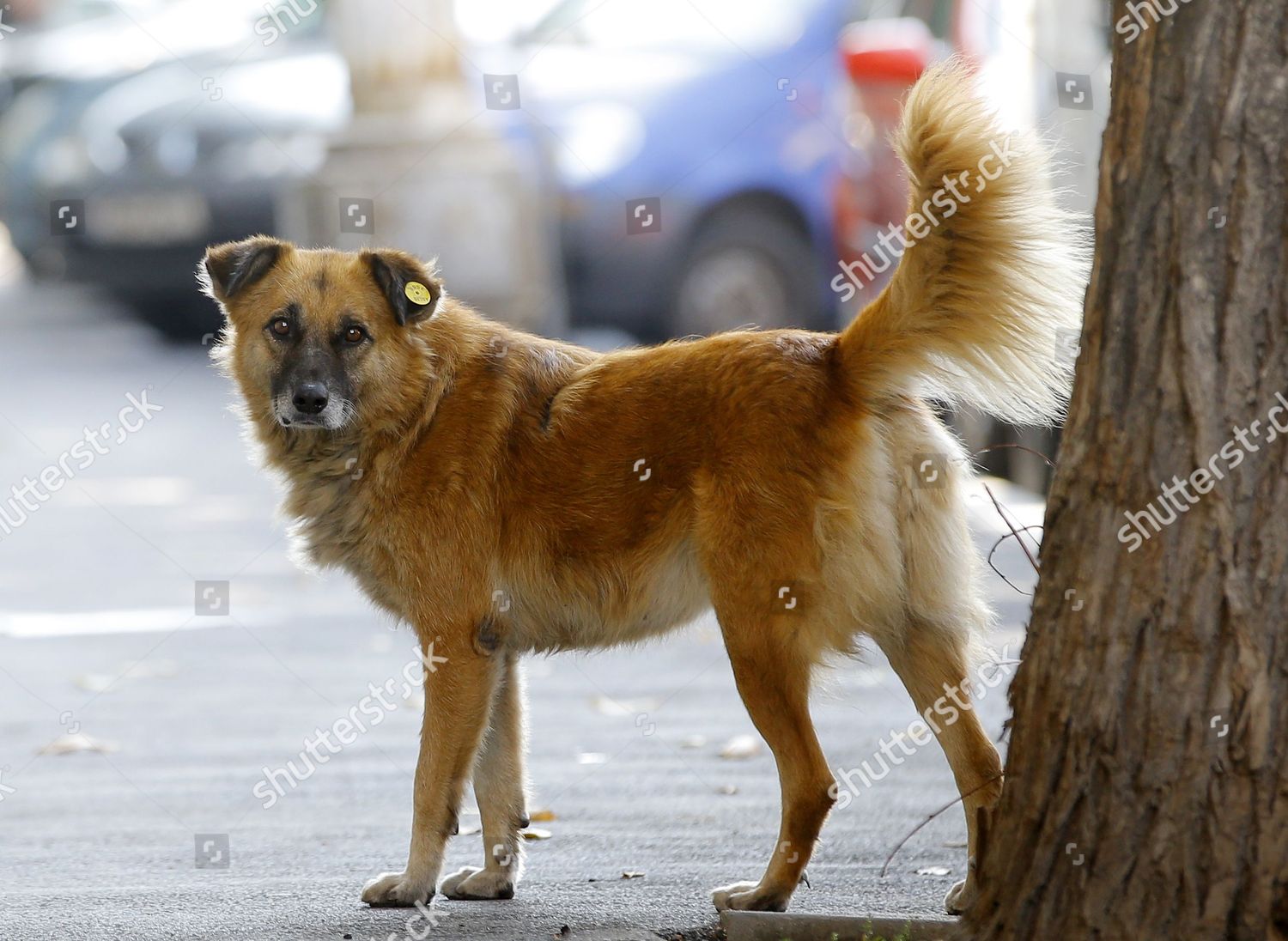 Romanian Stray Dog Looks Back While Editorial Stock Photo - Stock Image ...