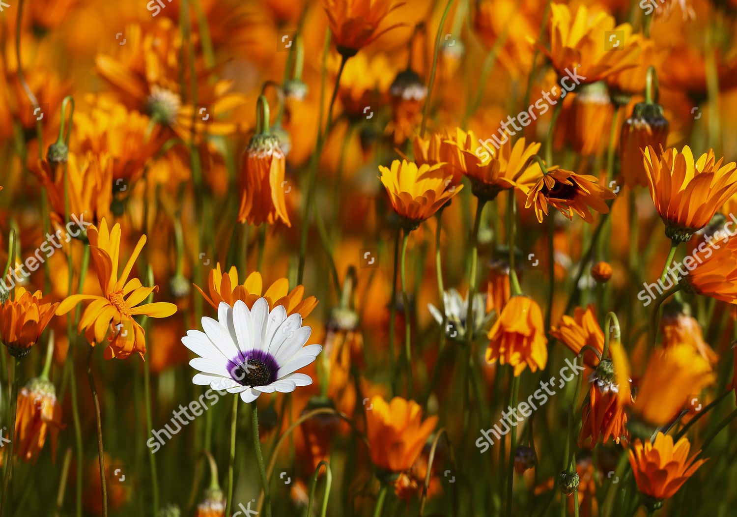 White Euryops Pectinatus Flower Amongst Bed Editorial Stock Photo ...