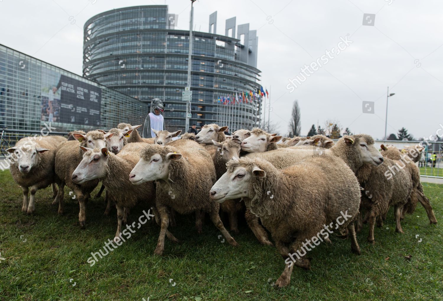 Sheep Run Away During Protest By Editorial Stock Photo - Stock Image ...