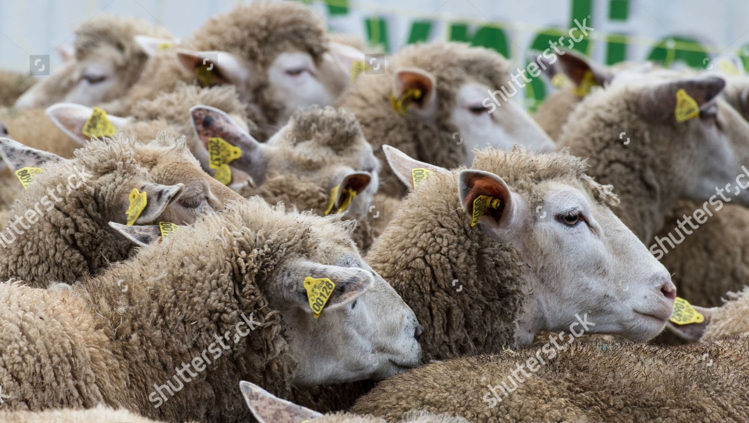 Sheep Run Away During Protest By Editorial Stock Photo - Stock Image ...