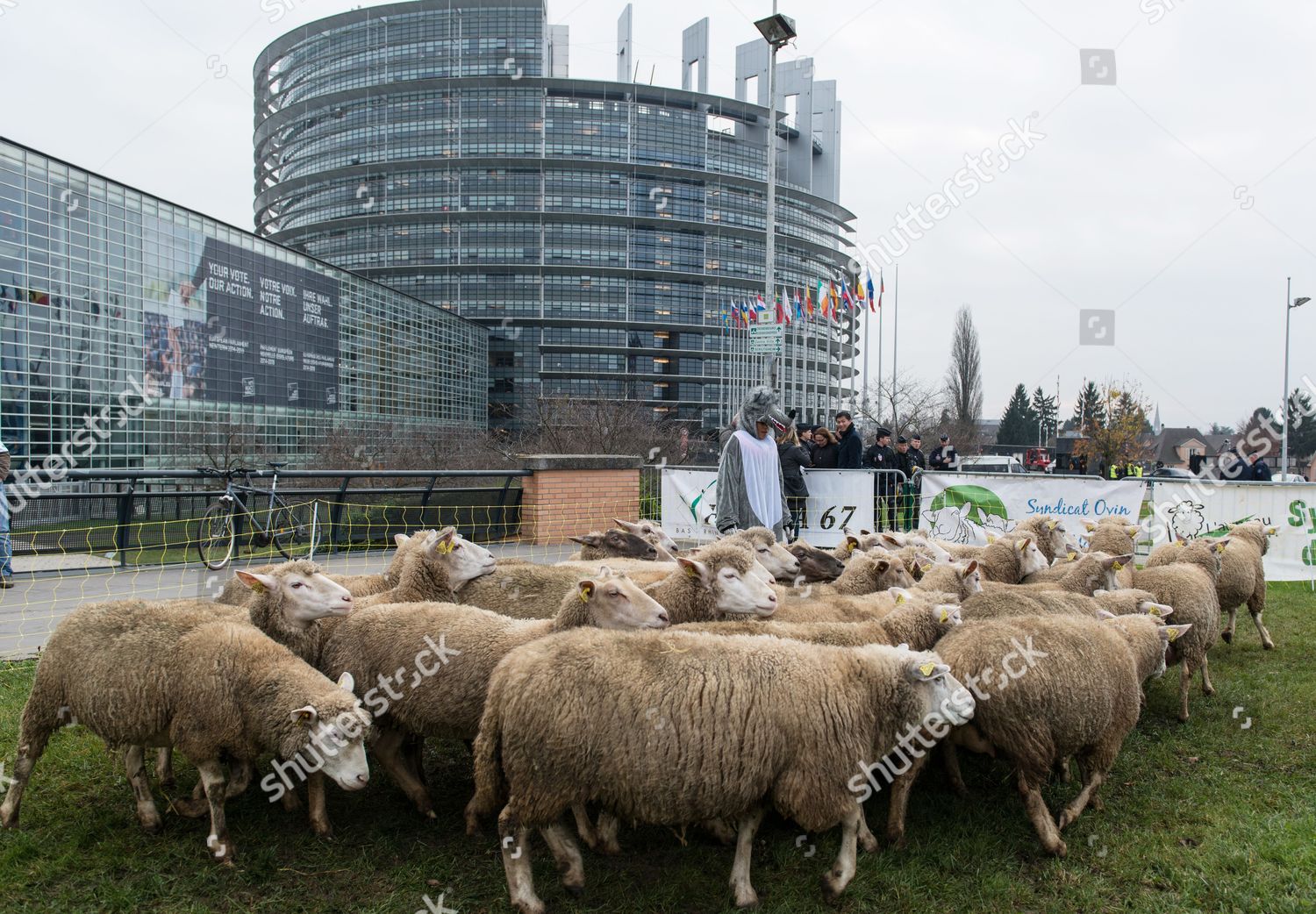 Sheep Run Away During Protest By Editorial Stock Photo - Stock Image ...