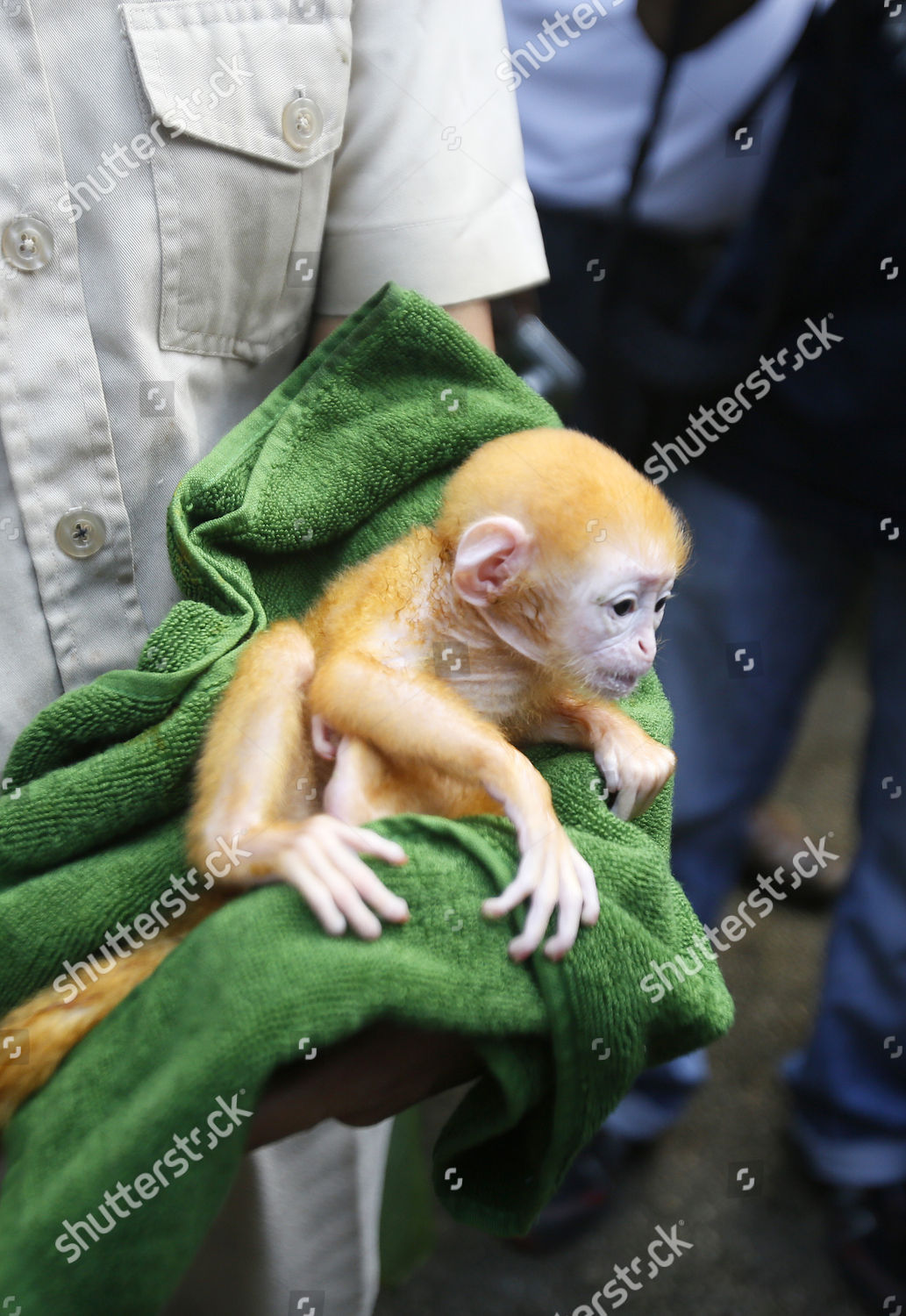 Week Old Baby Javan Langur Monkey Editorial Stock Photo - Stock Image ...