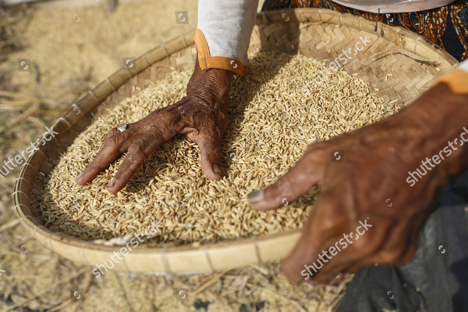 Balinese Woman Separate Rice Paddy Dust Editorial Stock Photo - Stock ...