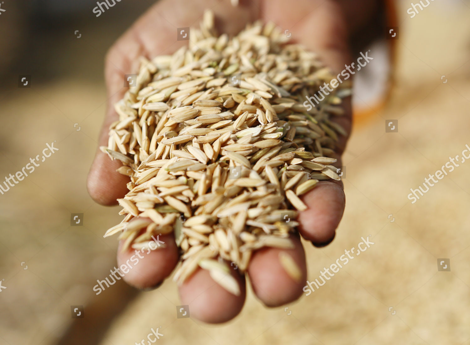 Balinese Woman Separate Rice Paddy Dust Editorial Stock Photo - Stock ...