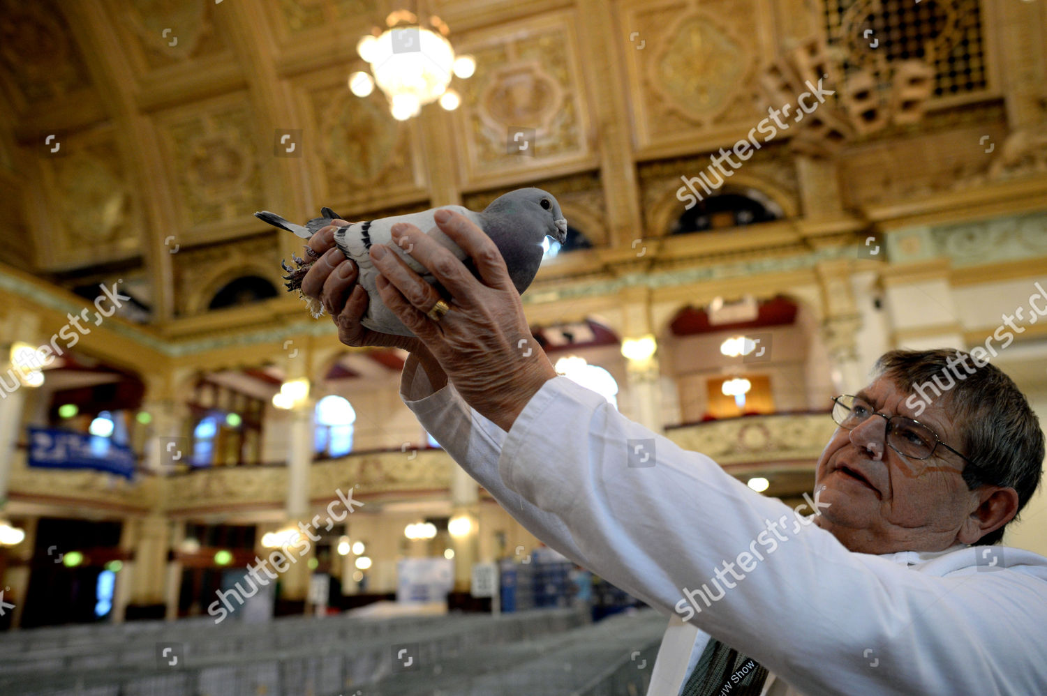 Show Chairman David Trippett Inspects Pigeon Editorial Stock Photo ...