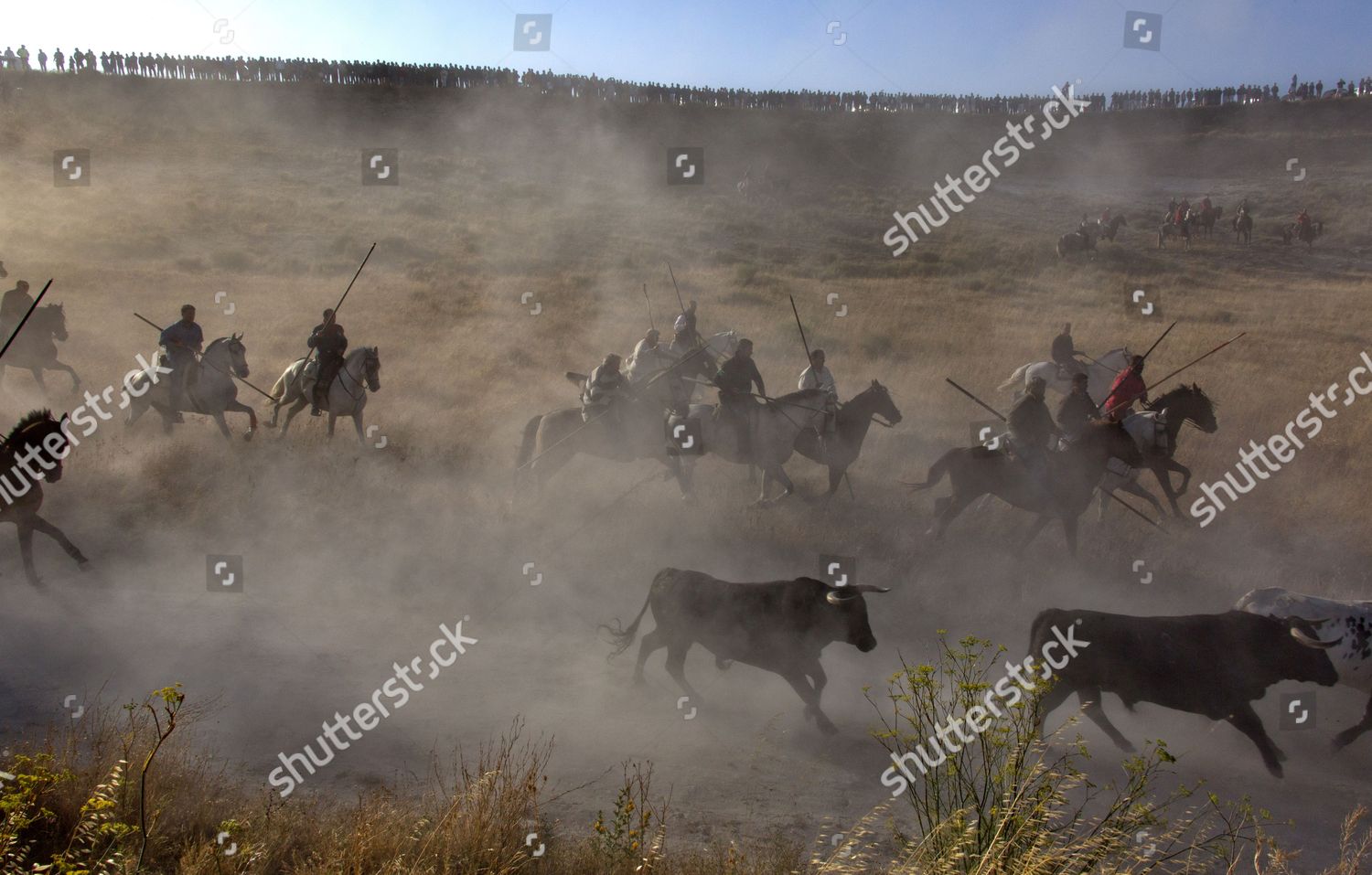 Fighting Bulls Ranch Luis Terron Herded Editorial Stock Photo - Stock ...