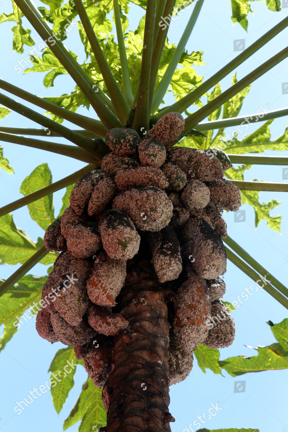 Parasitic Mealybugs Locally Called Piti Makuna Editorial Stock Photo ...