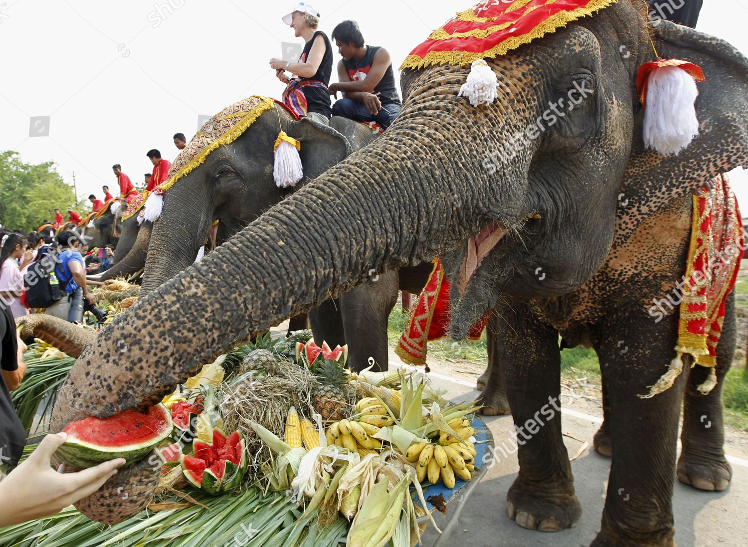 Elephants Enjoy Various Kinds Fruits Vegetables Editorial Stock Photo ...