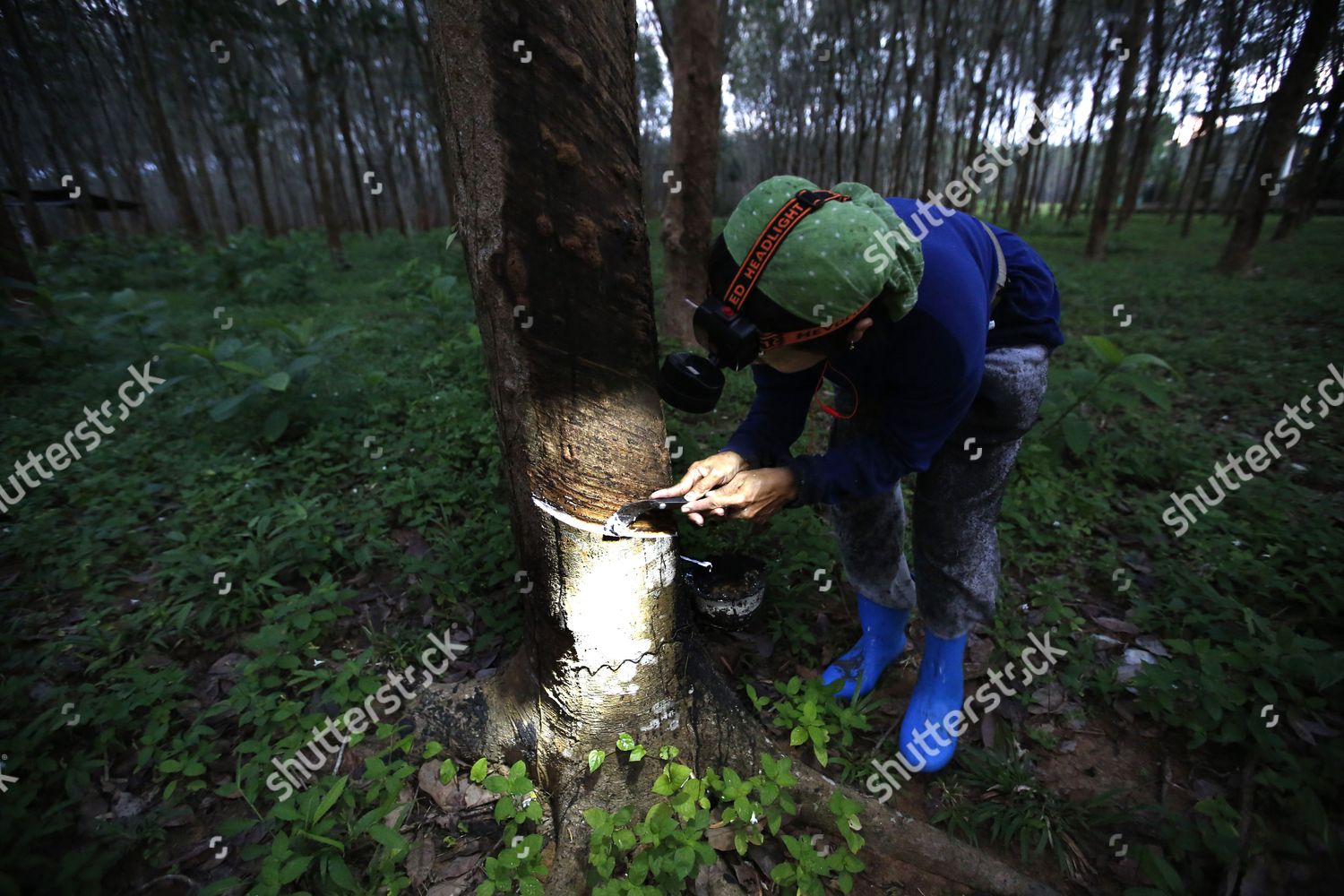 Thai Rubber Farmer Ya 50 Taps Editorial Stock Photo - Stock Image ...