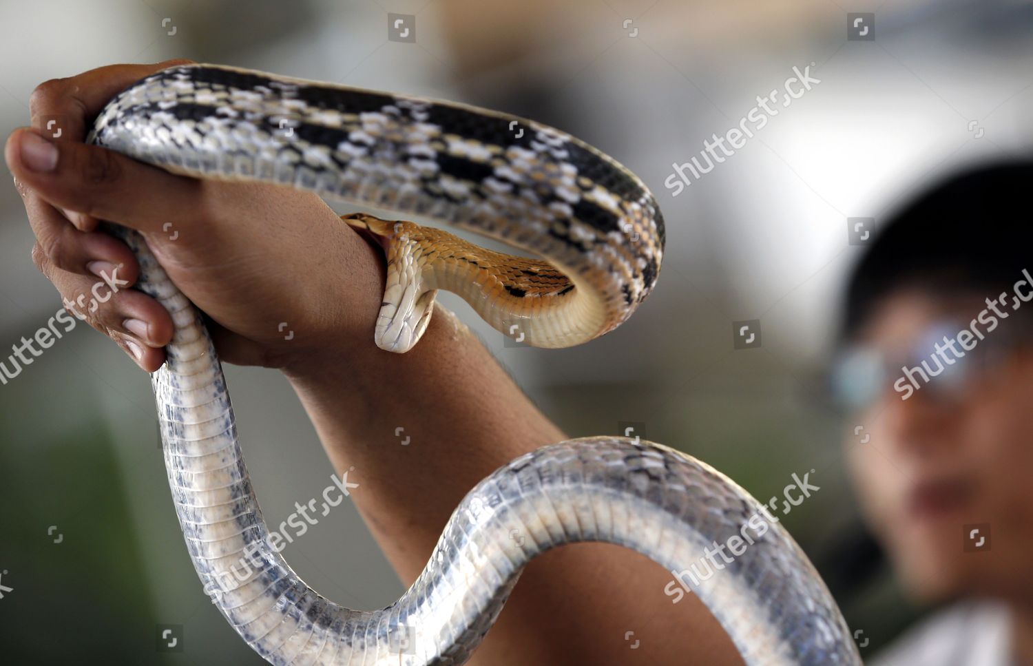 Nonvenomous Copper Head Rat Snake Bites Editorial Stock Photo - Stock ...