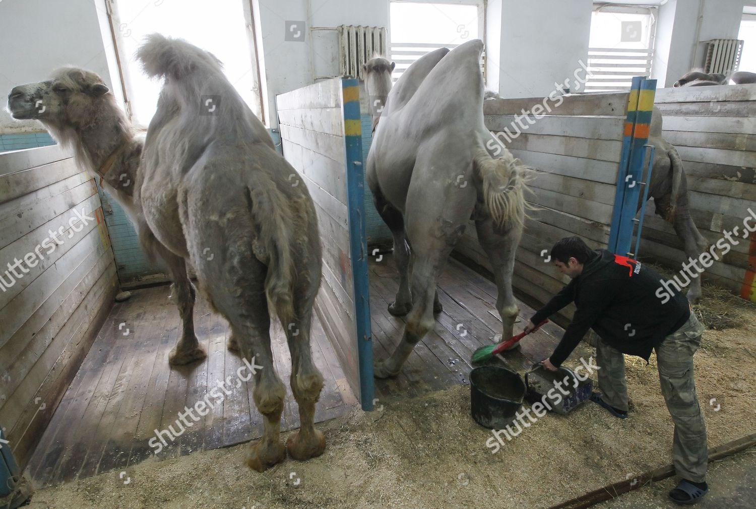 Ukrainian Circus Worker Cleans Stable Camels Editorial Stock Photo ...