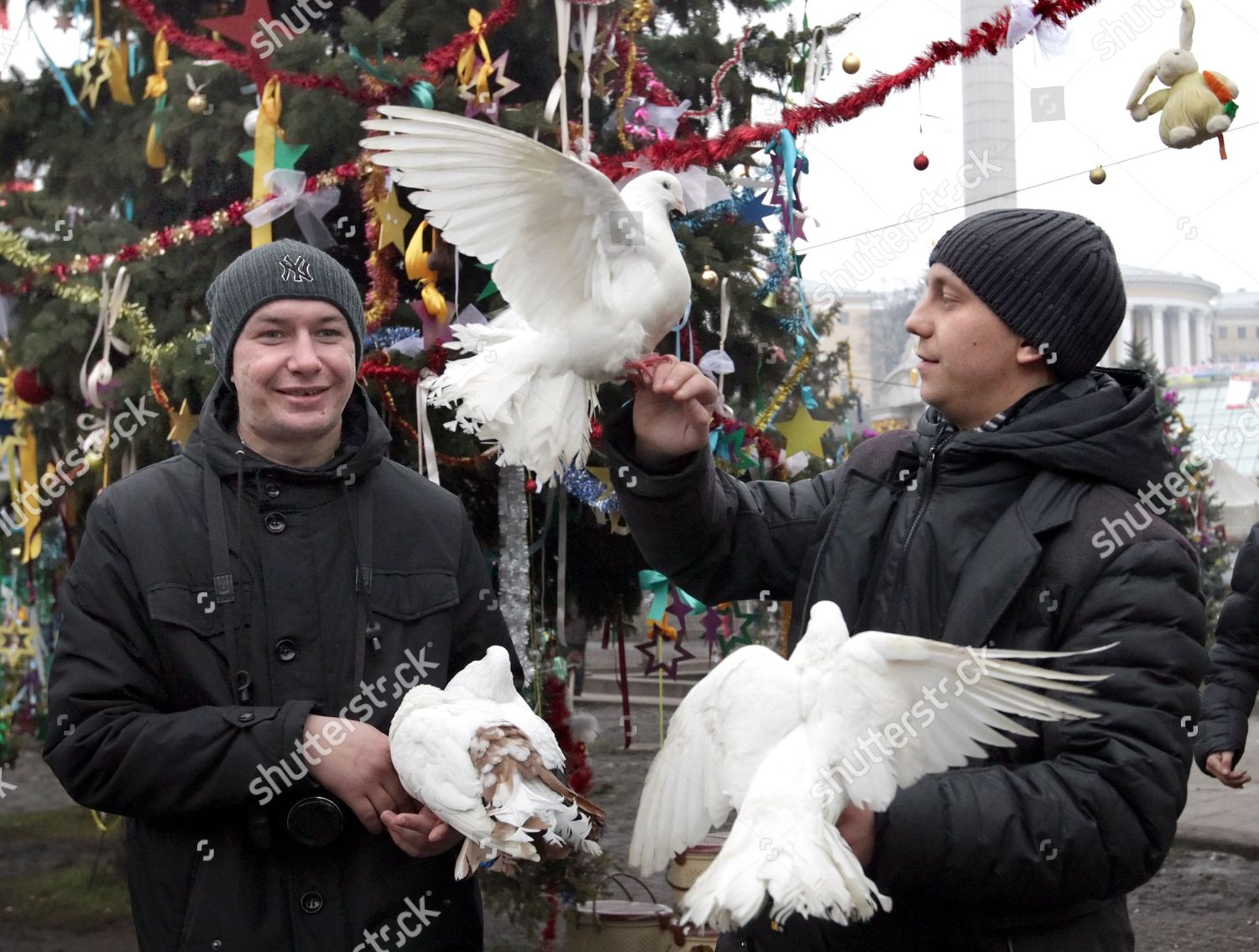 Dove Owners Play Their Birds During Editorial Stock Photo - Stock Image ...