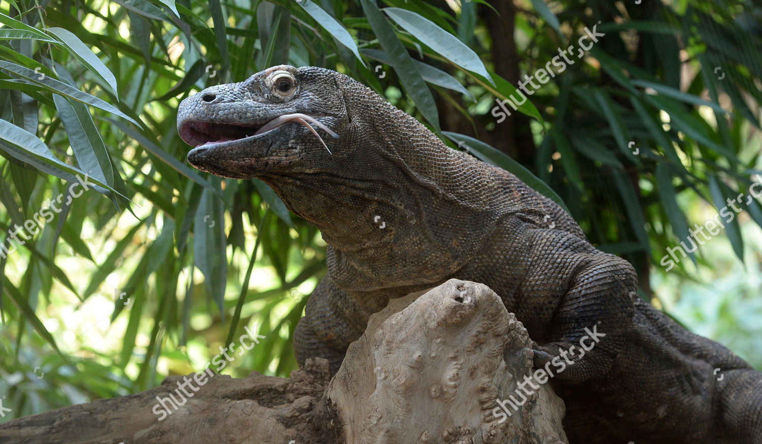 Raja Komodo Dragon Licks His Lips Editorial Stock Photo - Stock Image ...