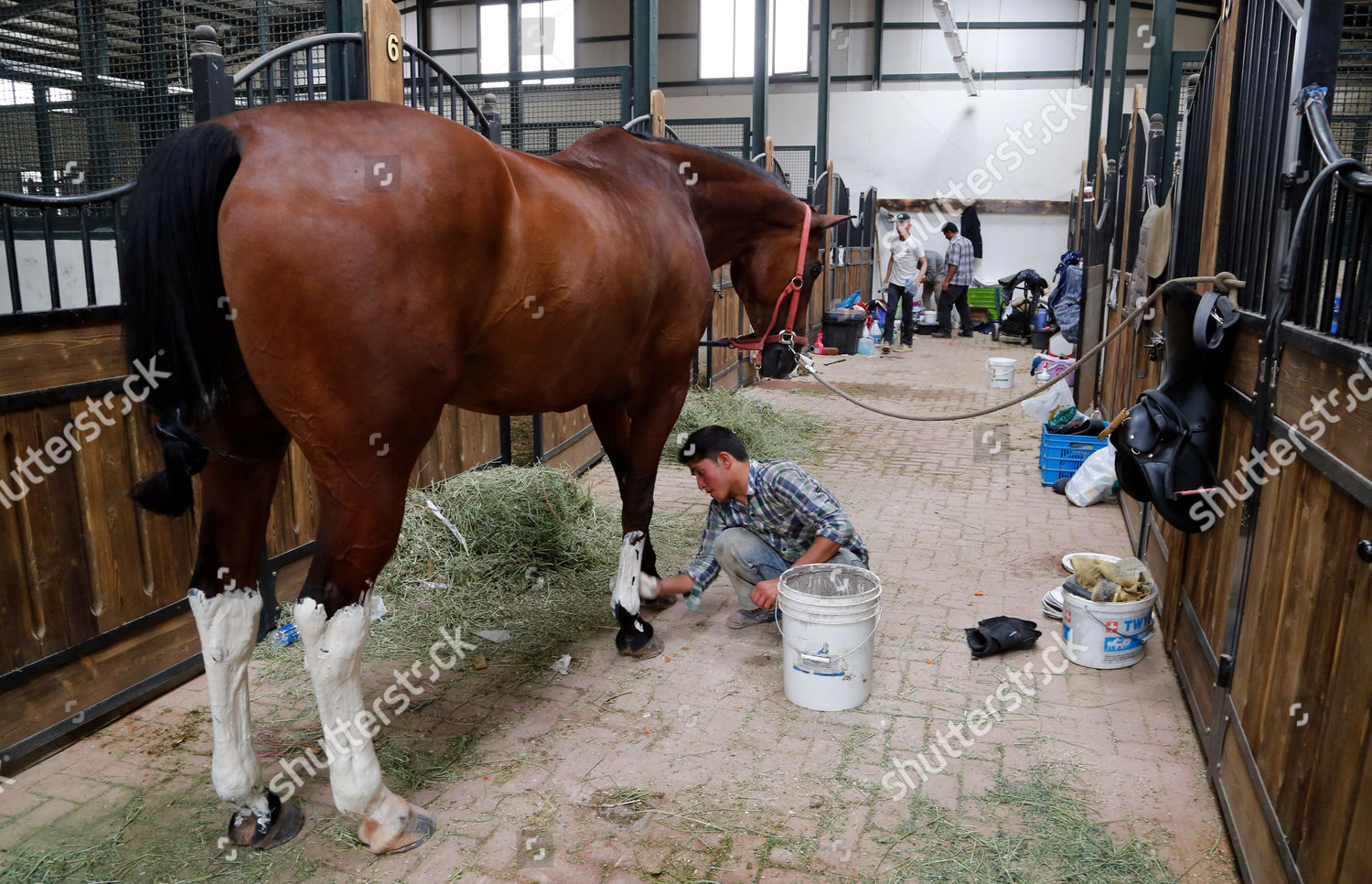 Iranian Worker Takes Care Horse Stable Editorial Stock Photo - Stock ...