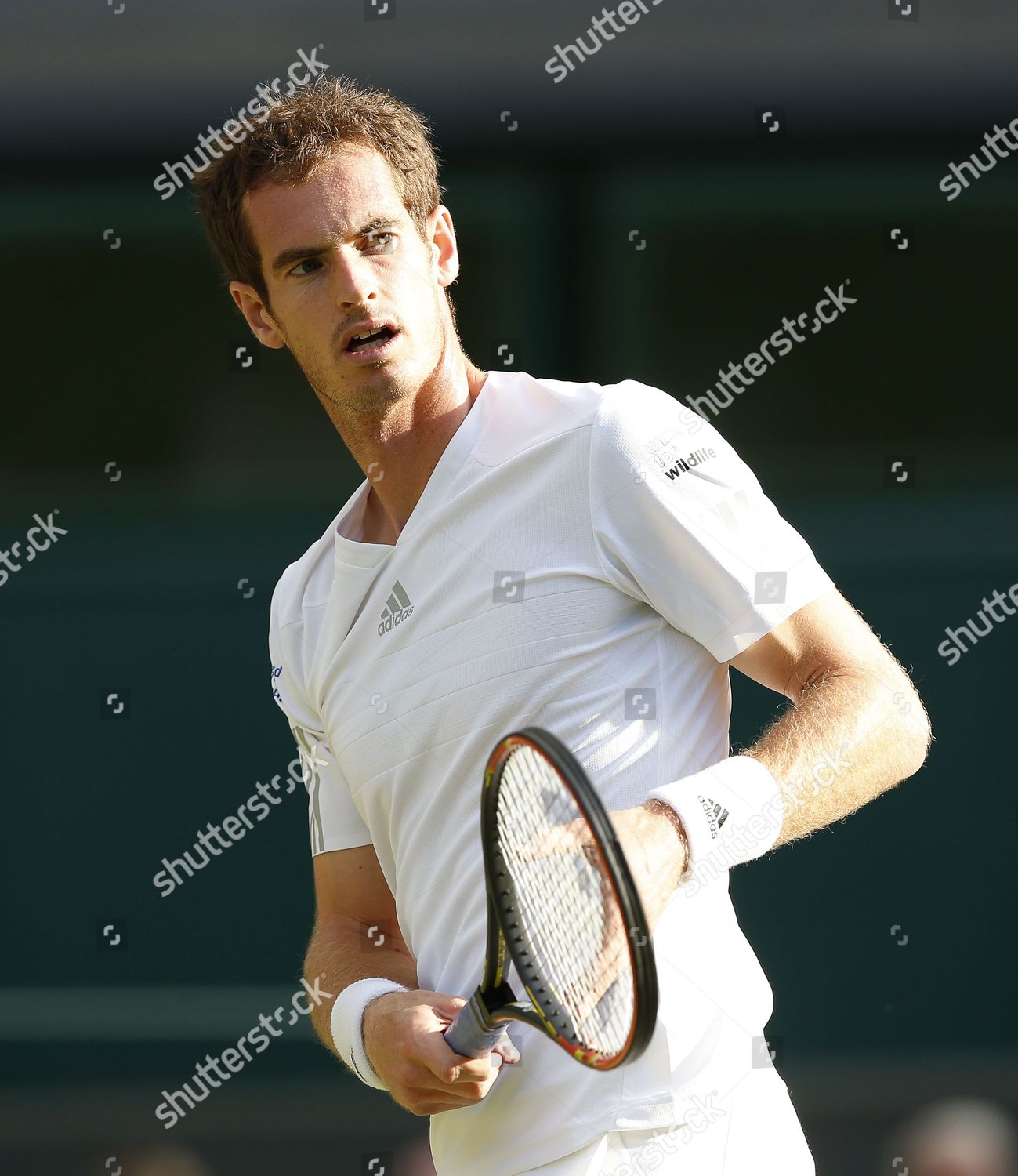 Andy Murray Britain Plays Roberto Bautista Editorial Stock Photo ...