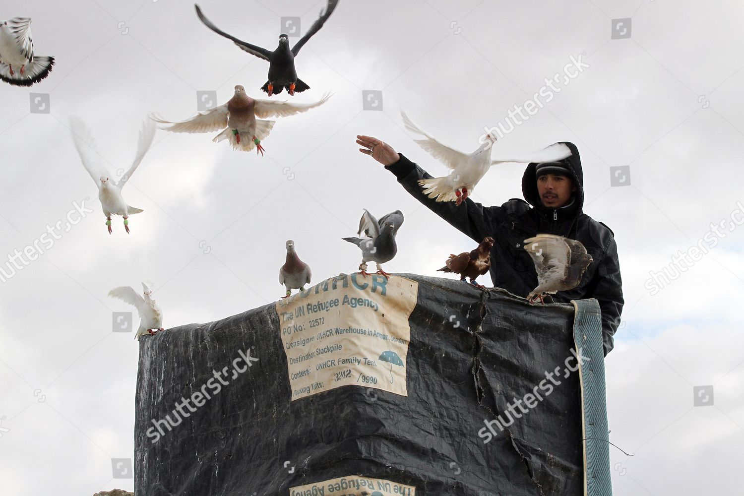 Syrian Refugee His Doves Zaatari Syrian Editorial Stock Photo - Stock ...