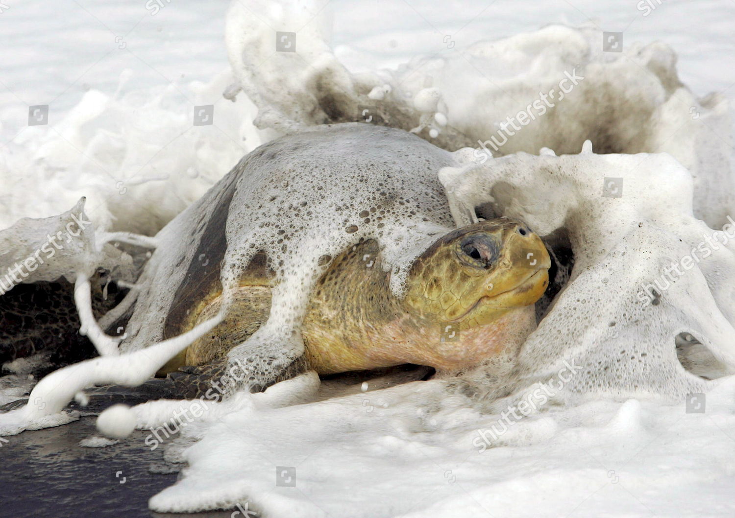 Sea Turtle Lora Species Lepidocheyls Ovilacea Editorial Stock Photo ...