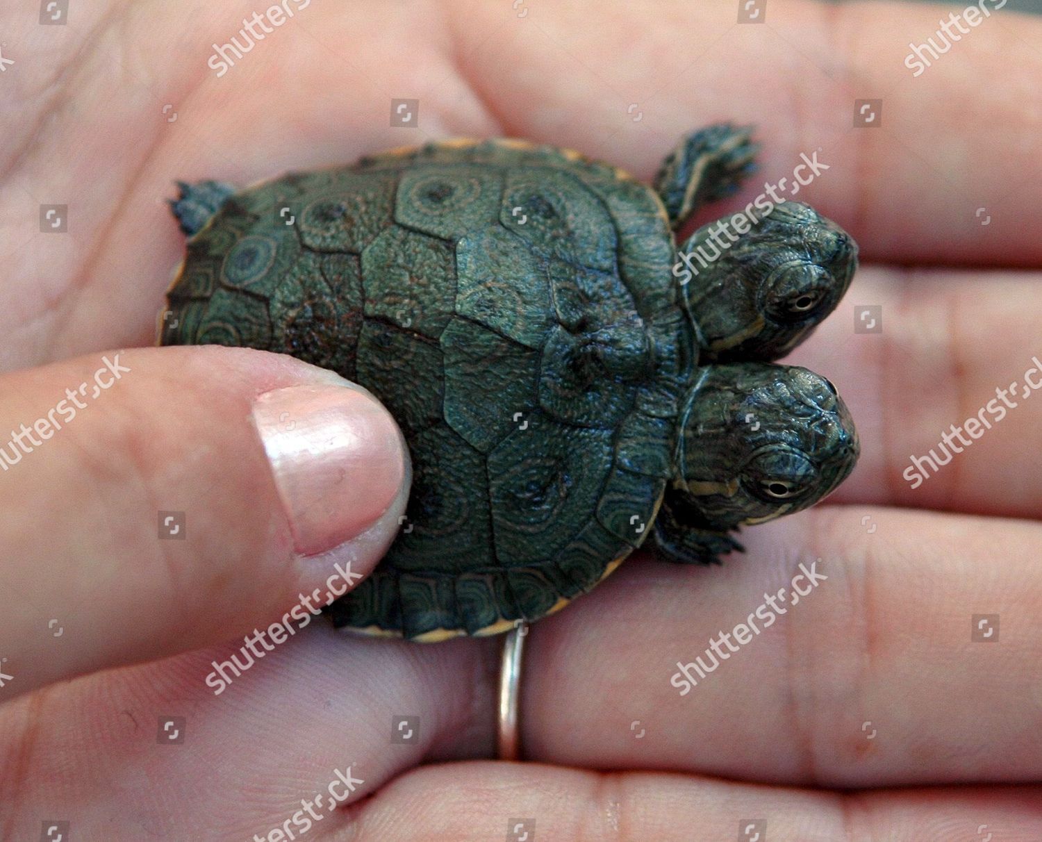 Picture Twoheaded Cuban Slider Turtle That Editorial Stock Photo ...