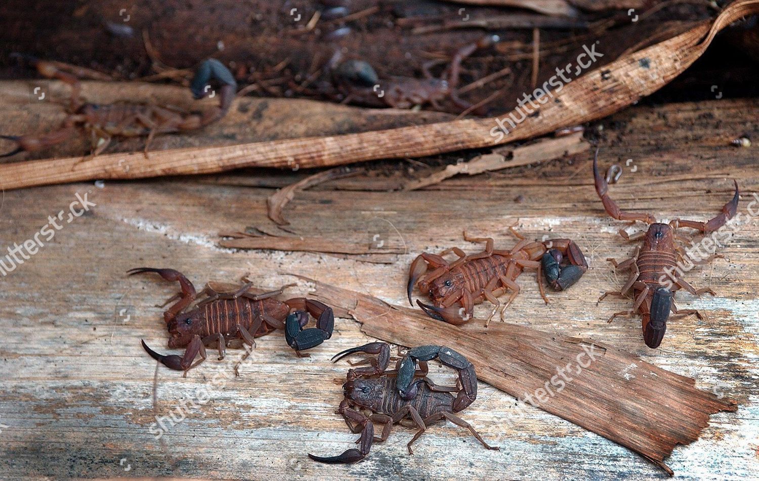 Venom Species Cuban Scorpion Shown Here Editorial Stock Photo - Stock ...