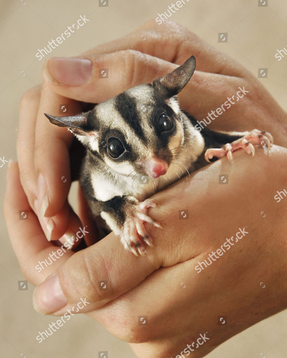 Sugar Glider Possum Editorial Stock Photo - Stock Image | Shutterstock
