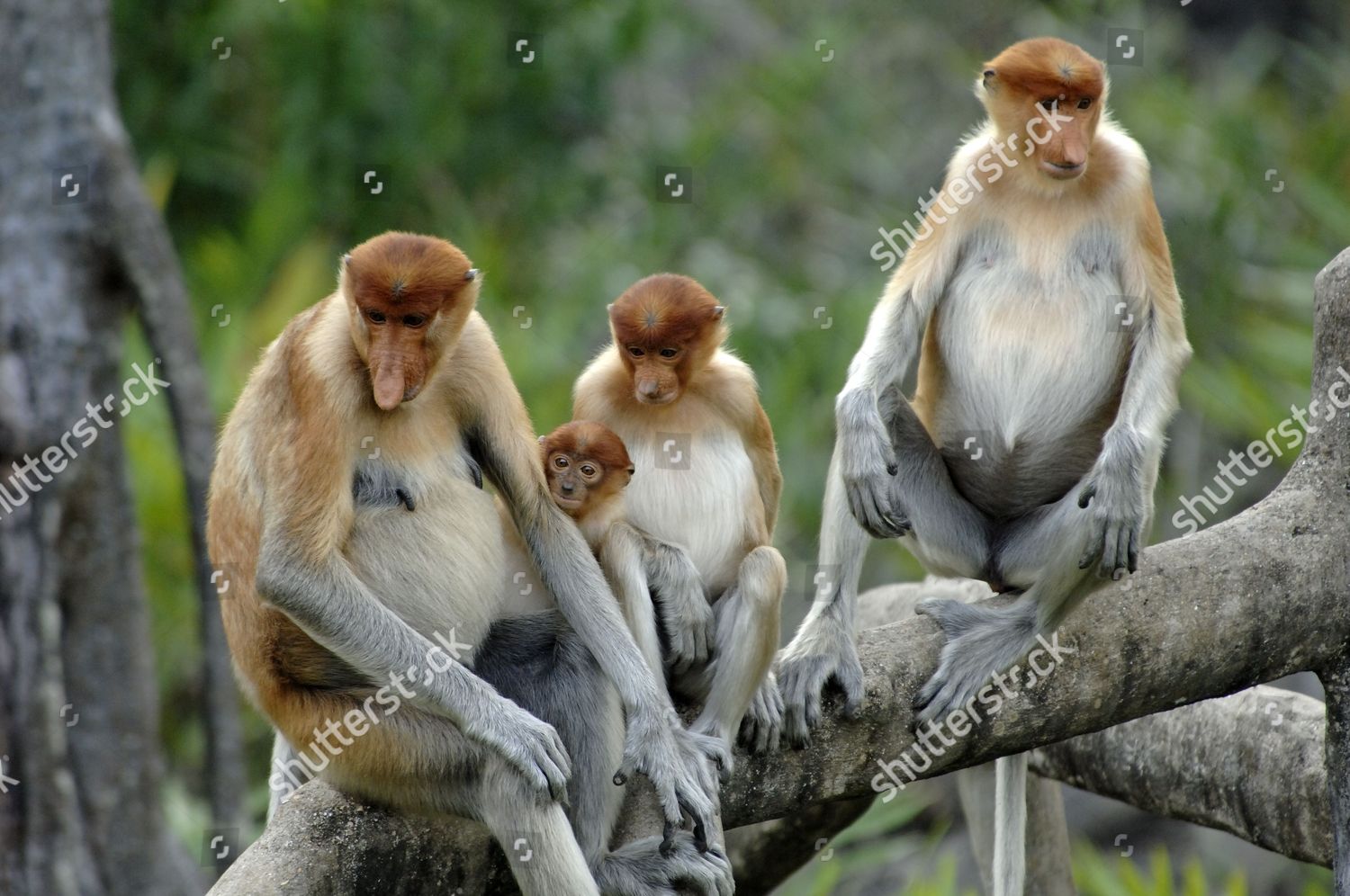 Group Proboscis Monkeys Young On Branches Editorial Stock Photo - Stock ...