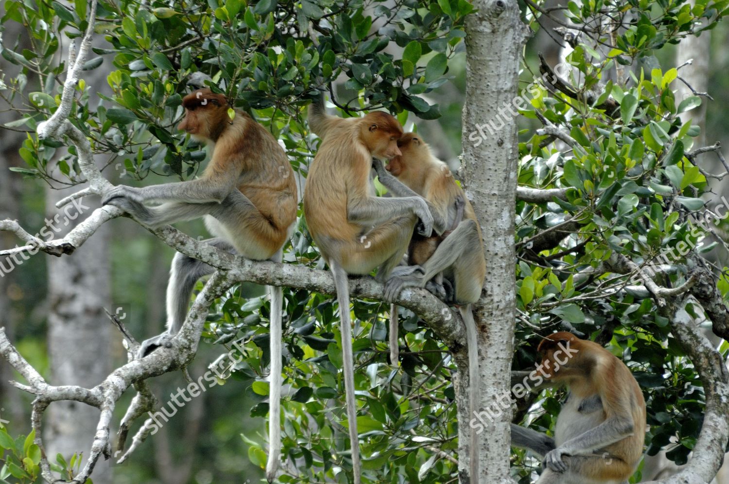 Group Proboscis Monkeys Forage High Mangrove Editorial Stock Photo ...