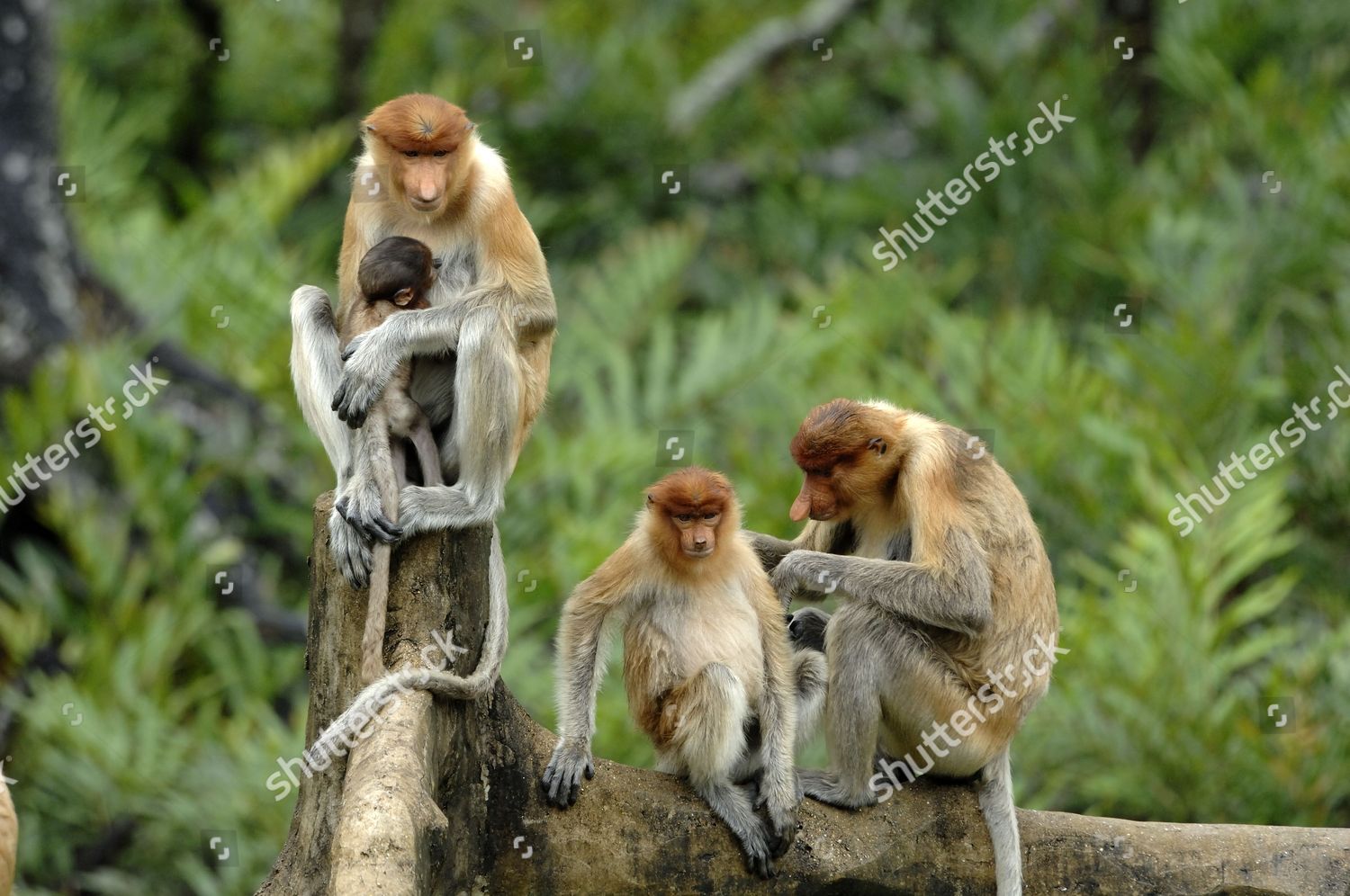 Group Female Proboscis Monkeys Labuk Bay Editorial Stock Photo - Stock ...