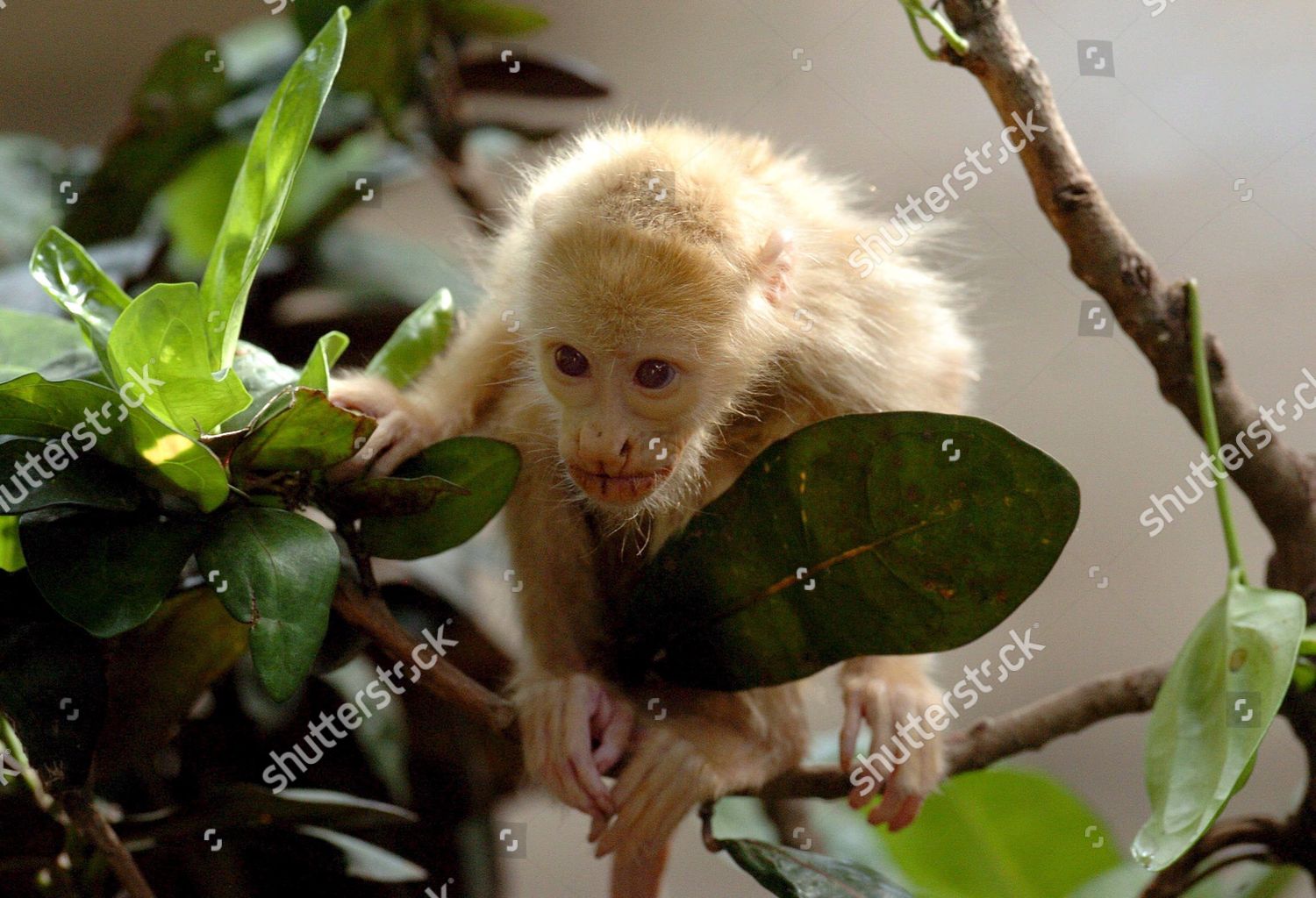 Congo Monkey Alouatta Palliata National Zoo Editorial Stock Photo ...