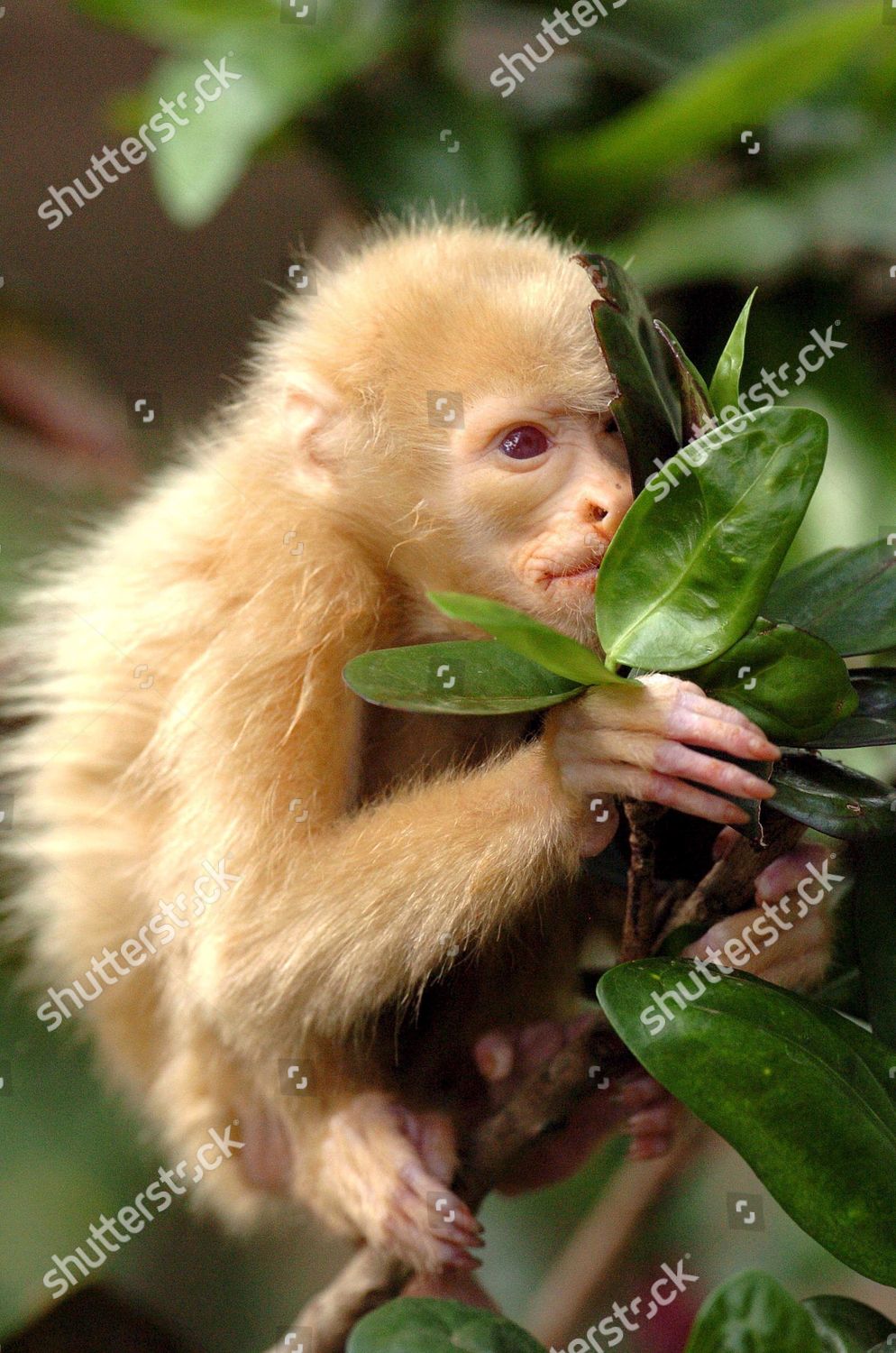 Congo Monkey Alouatta Palliata National Zoo Editorial Stock Photo ...