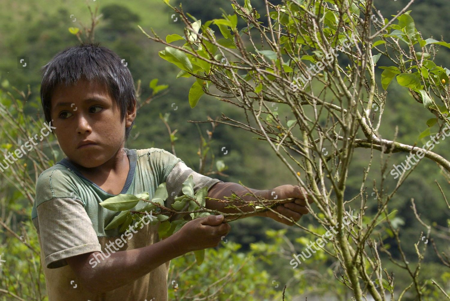 John Basilio Aged 7 Helps His Editorial Stock Photo - Stock Image ...