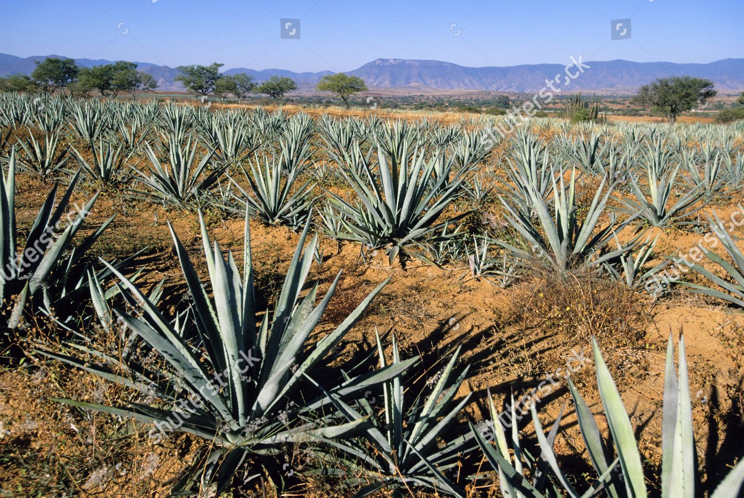 Mezcal Plants Plantation Close Santiago De Editorial Stock Photo ...