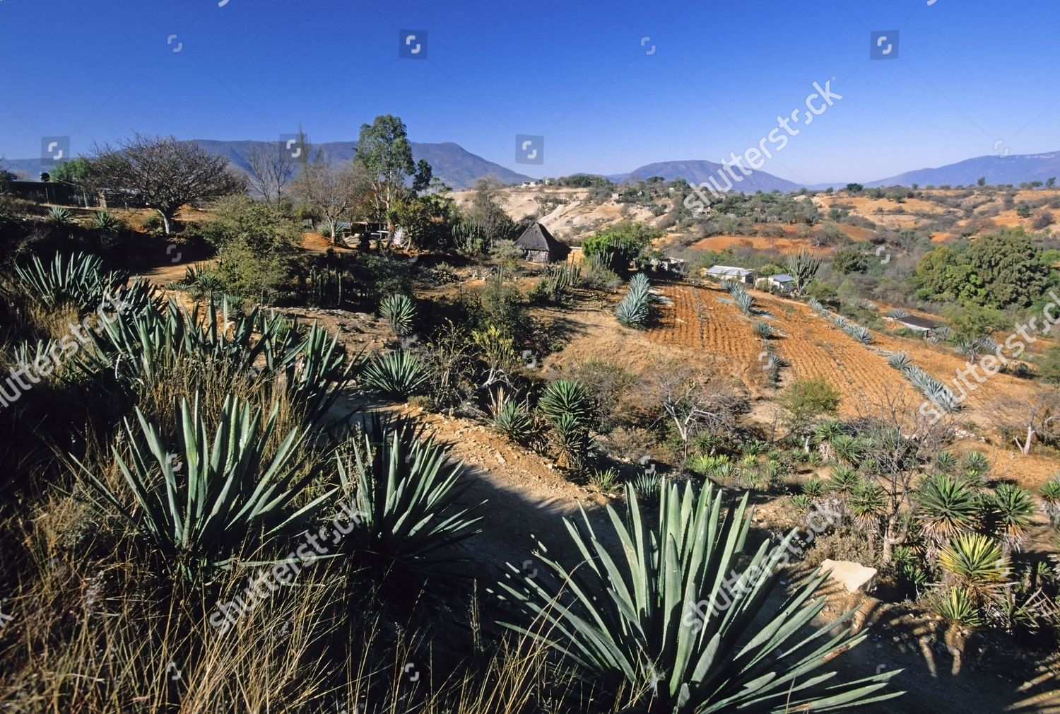 Mezcal Plants Growing Close Santiago De Editorial Stock Photo - Stock ...