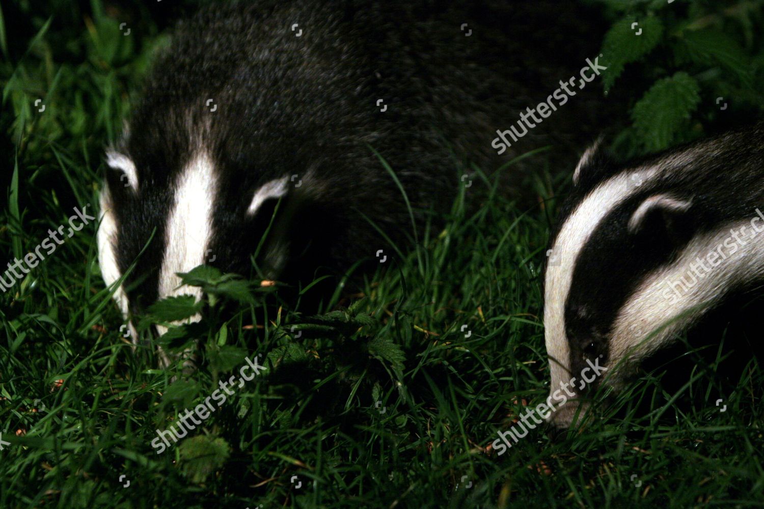 Wild Badgers Looking Food Dorset Editorial Stock Photo - Stock Image ...