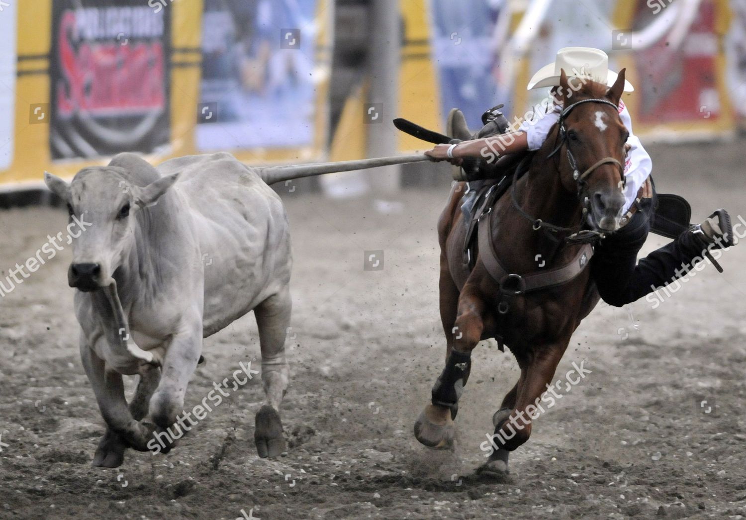 Colombian Cowboy Anderson Arias Takes Part Editorial Stock Photo ...