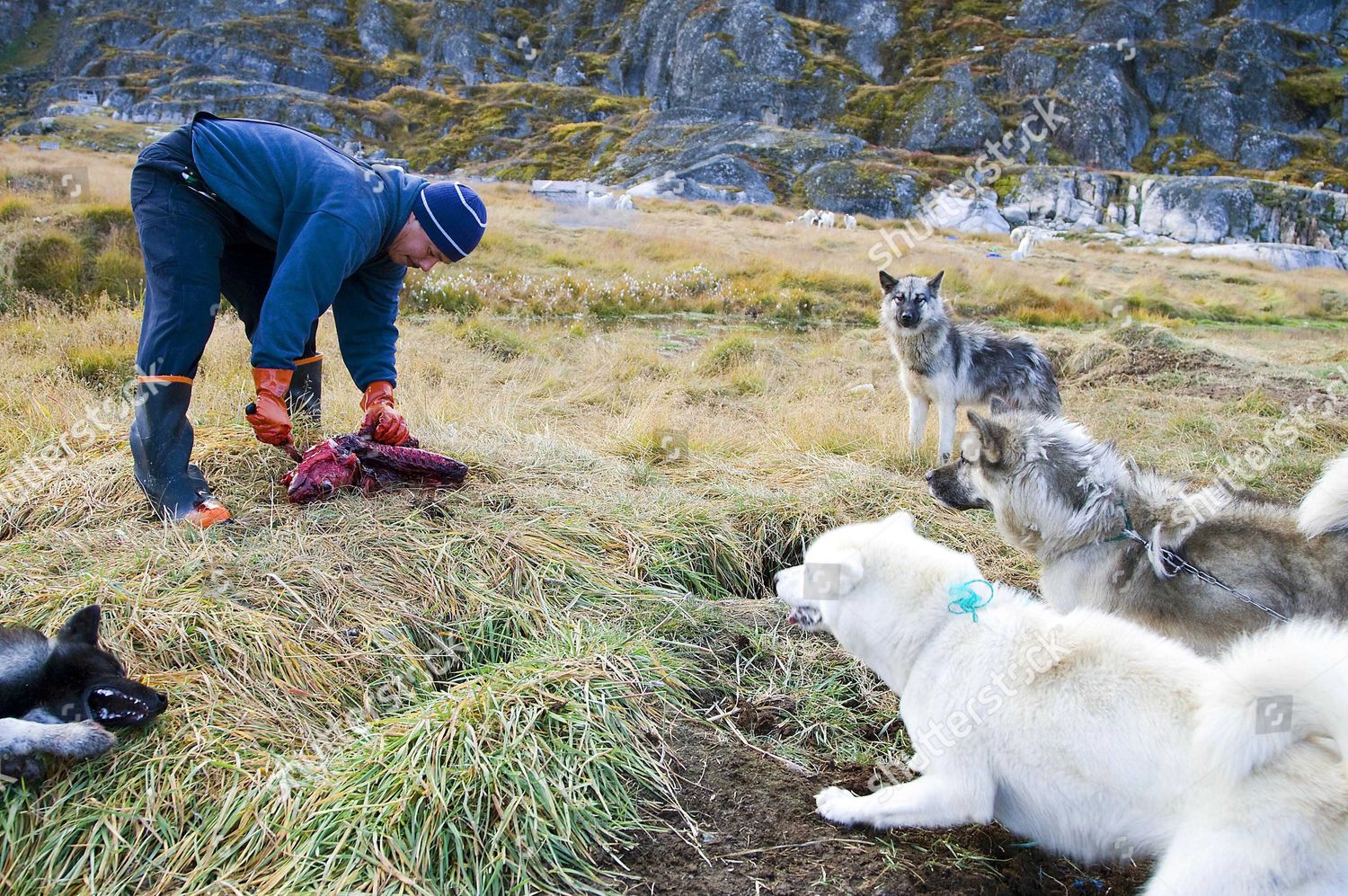 Man Feeding Sled Dogs Ilulissat Greenland Editorial Stock Photo - Stock ...