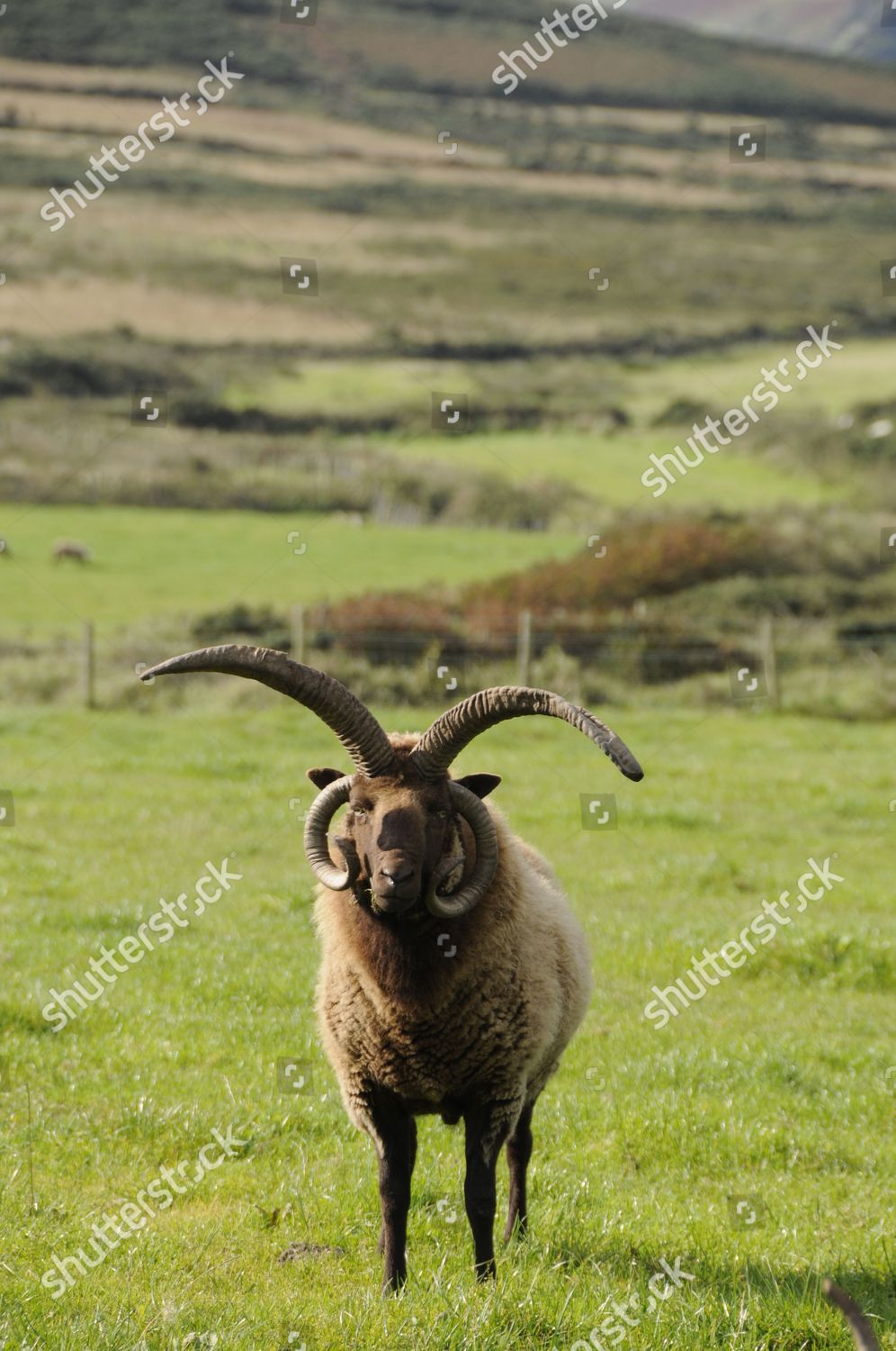 Manx Loaghtan Breed Sheep On Isle Editorial Stock Photo - Stock Image ...