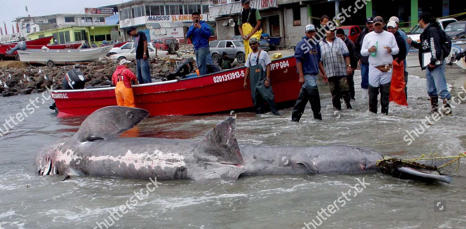 Detail Pilgrim Shark Cetorhinus Maximus 6 Editorial Stock Photo - Stock ...