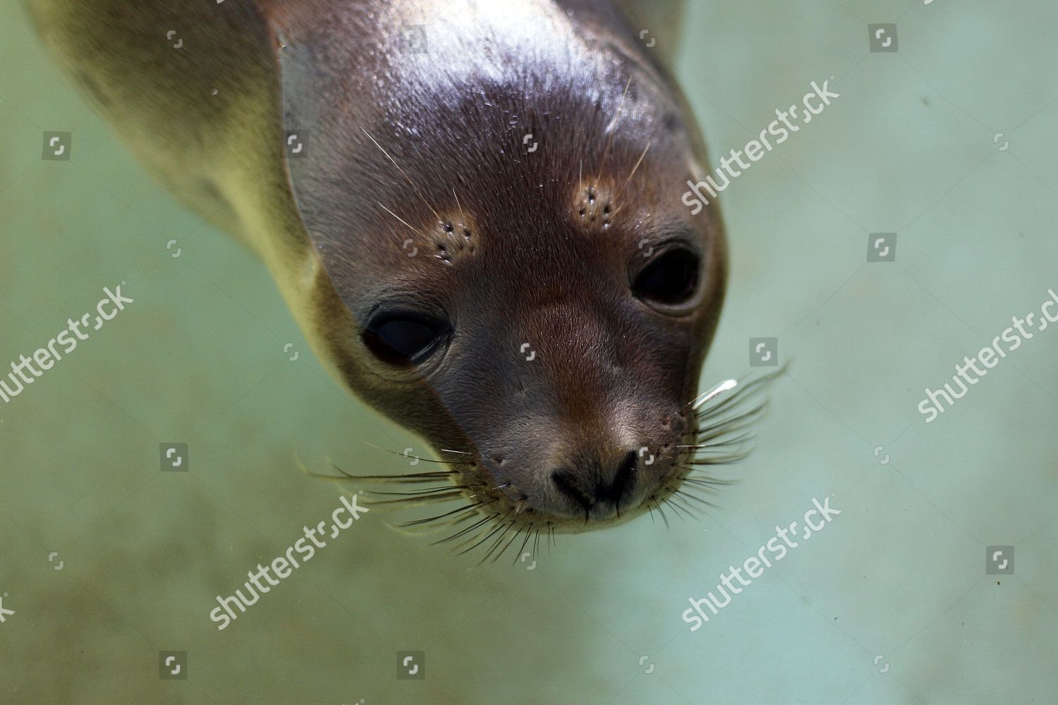 Hooded Seal Cystophora Cristata Treated Center Editorial Stock Photo ...