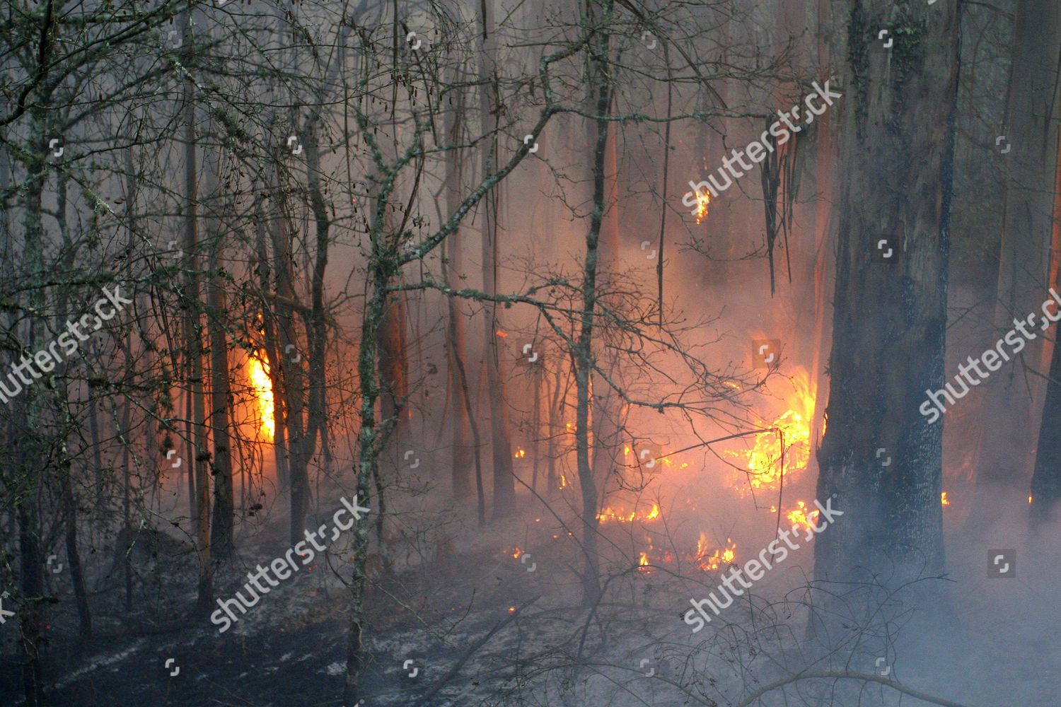 Flames Devour Everything Their Path During Editorial Stock Photo ...