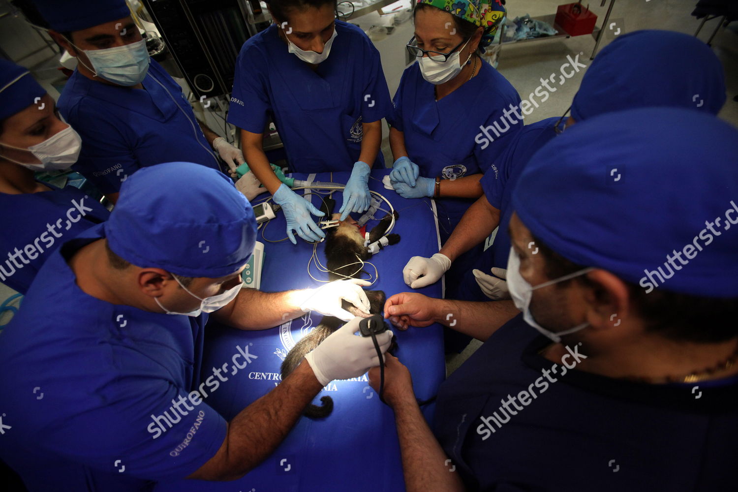 Female Capuchin Monkey Operated On Veterinary Editorial Stock Photo ...