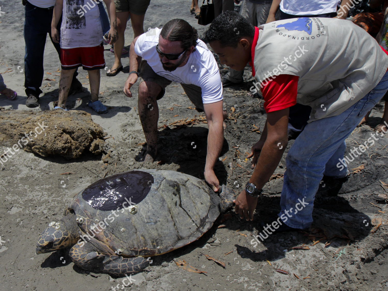 Group Scientists Release Carey Turtle On Editorial Stock Photo - Stock ...