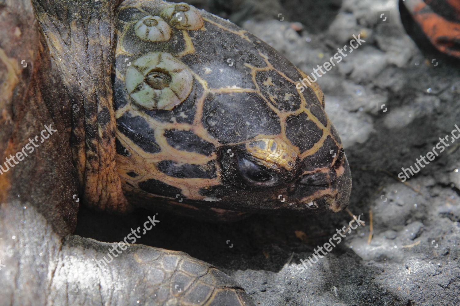 Carey Turtle Seen Beach After Group Editorial Stock Photo - Stock Image ...