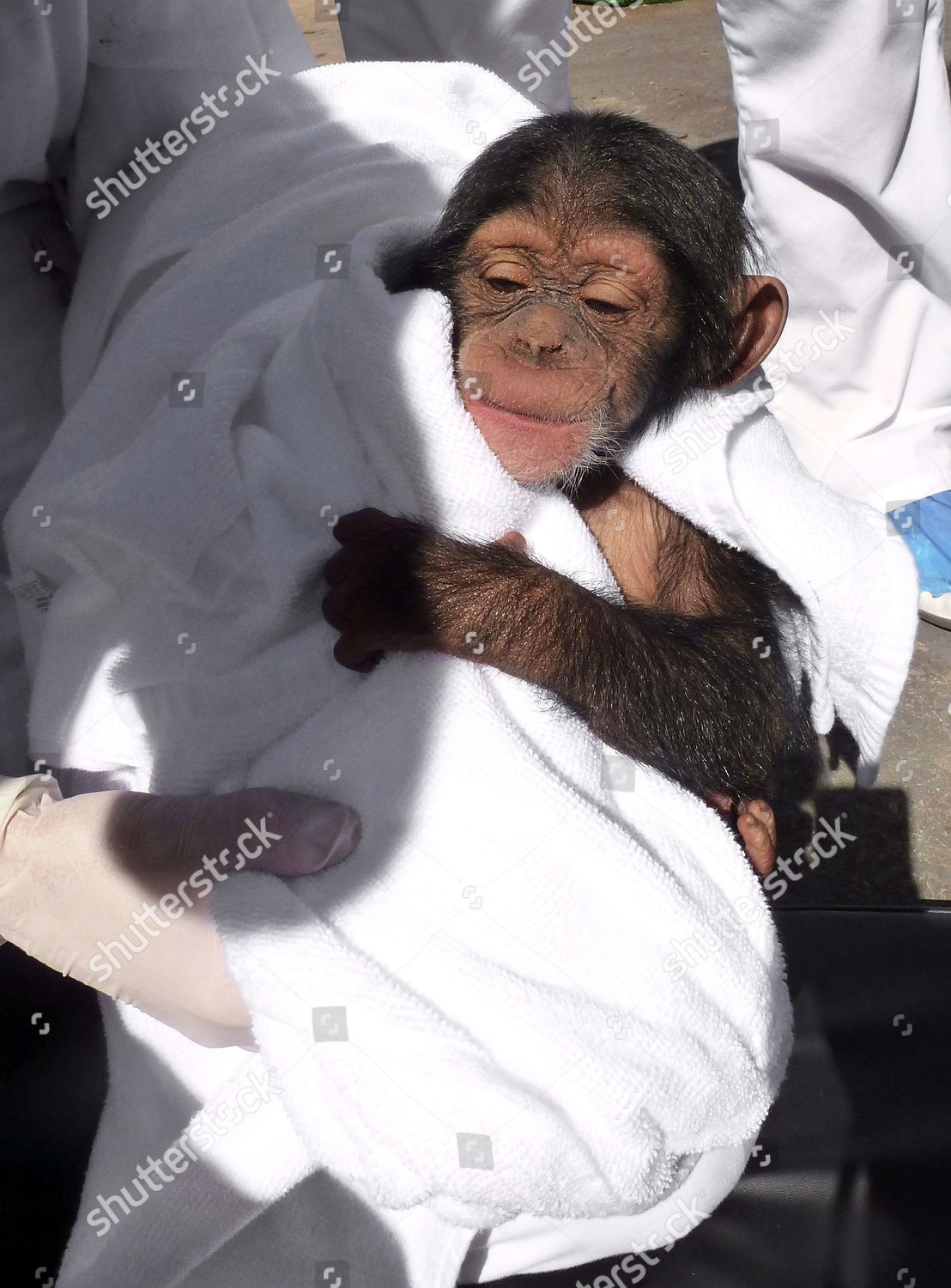 Zoo Caretaker Holds Young Common Chimpanzee Editorial Stock Photo ...