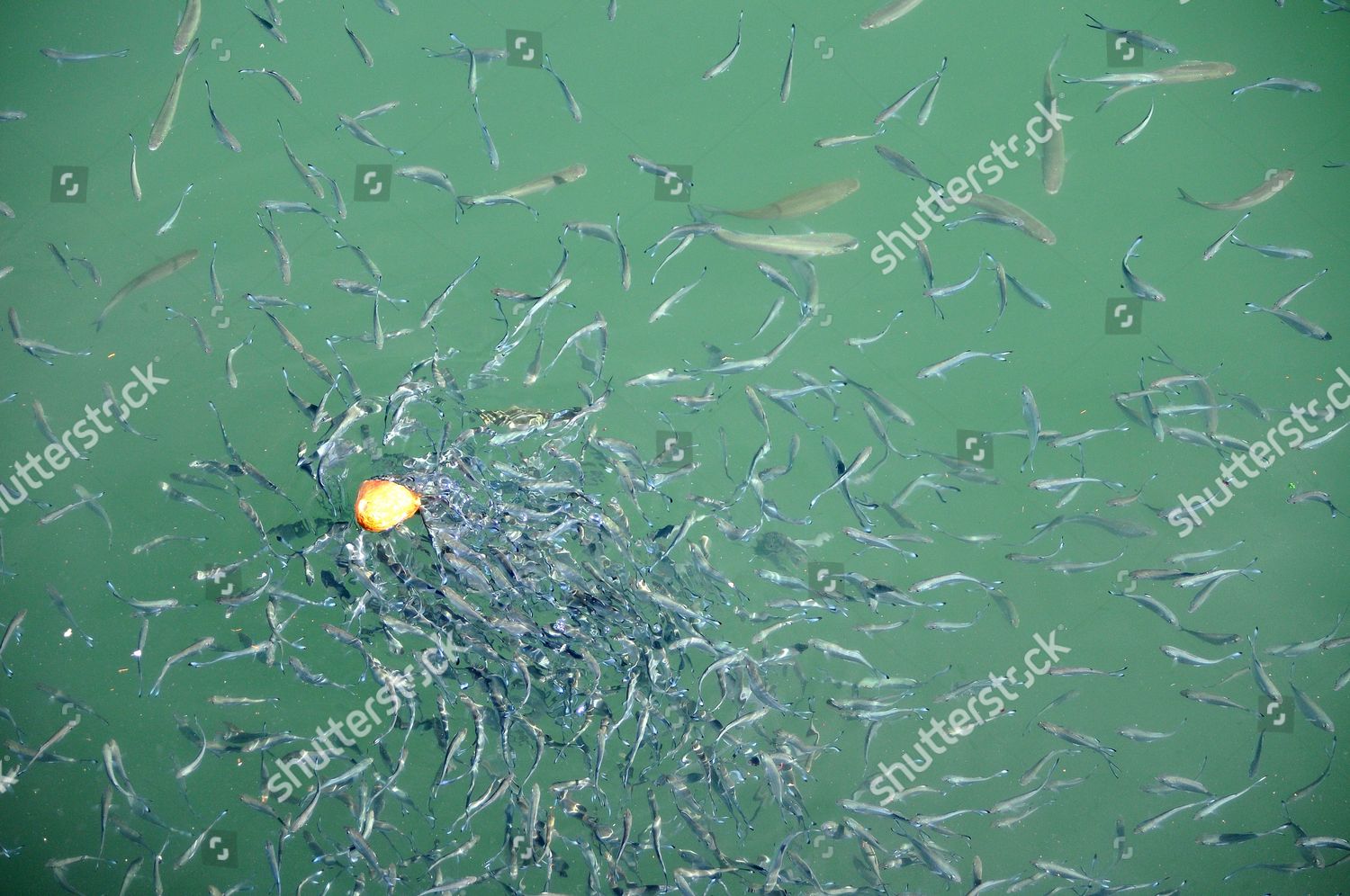 Shoal Fish Eating Bread Puerto De Editorial Stock Photo - Stock Image ...