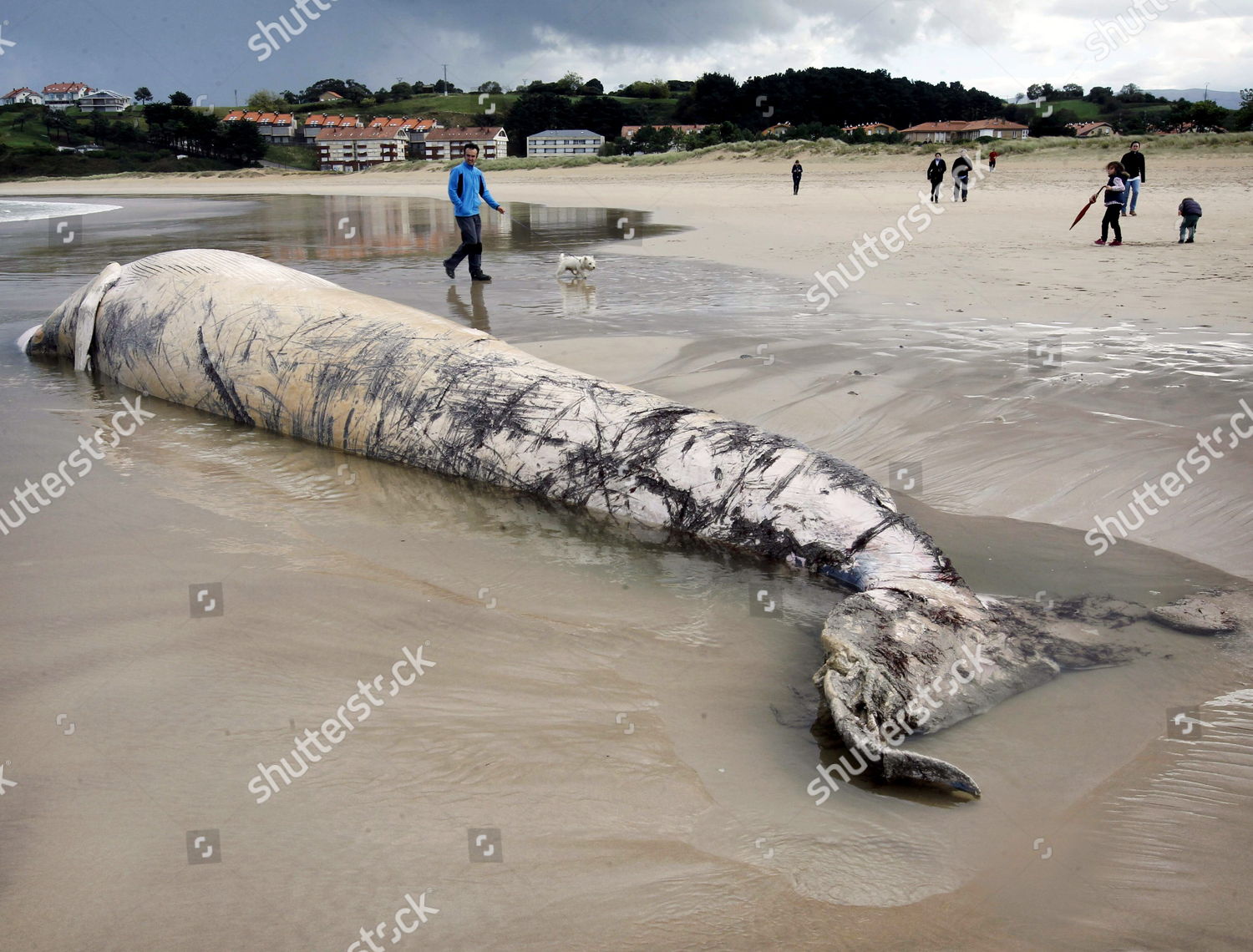 Group People Look Corpse 14metreslong Whale Editorial Stock Photo ...