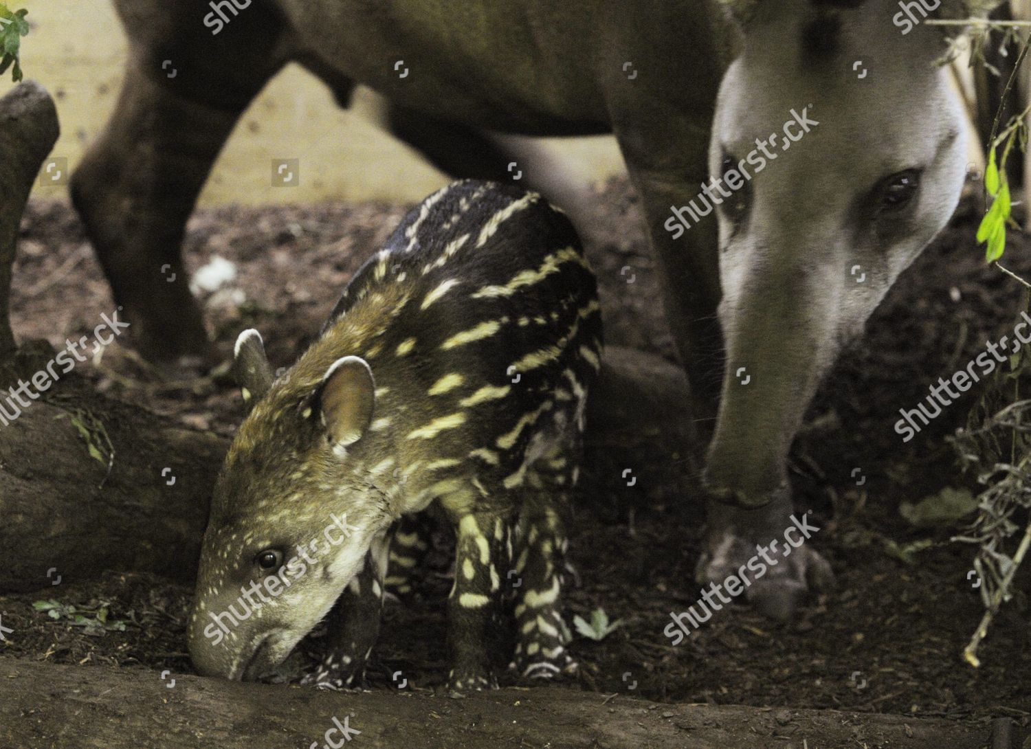 Tapir Cub Lajas Front Strolls His Editorial Stock Photo - Stock Image ...