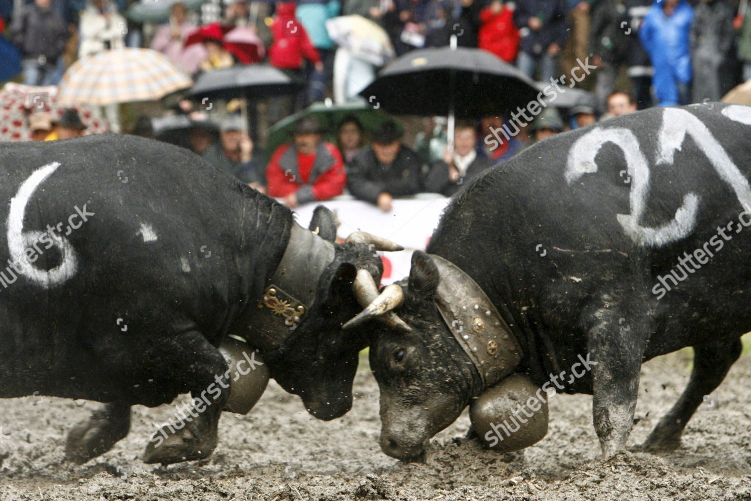 Two Cows Fight During Traditional Annual Editorial Stock Photo - Stock ...