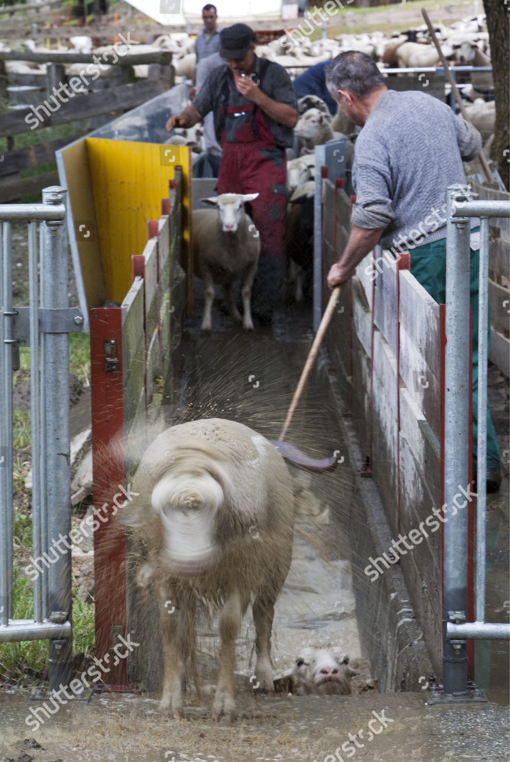 Sheep Clean After Prophylactical Bath Against Editorial Stock Photo ...