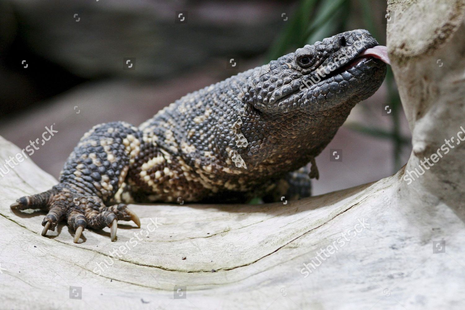 Beaded Lizard Heloderma Horridum Seen Zoo Editorial Stock Photo - Stock ...